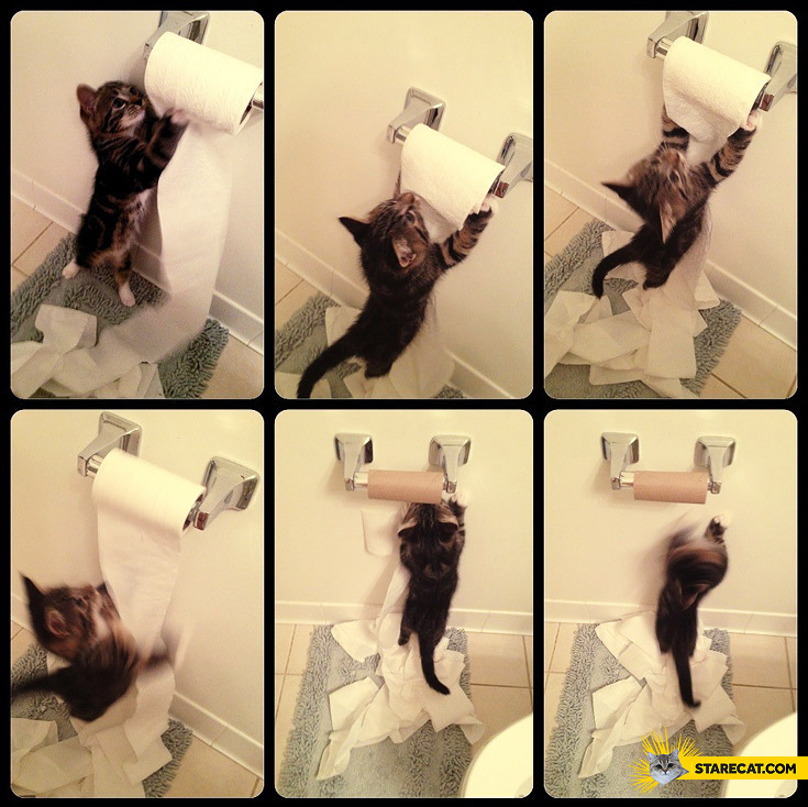 Cat Toilet Paper Roll Fail StareCat Cat Toilet Paper Roll Fail StareCat